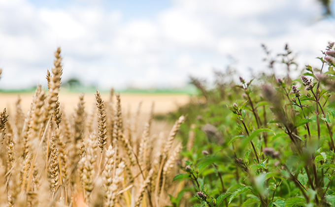 Pürovel Products - Swissotel Hotels & Resorts