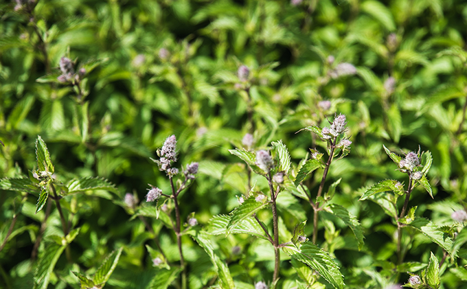 Pürovel Products - Swissotel Hotels & Resorts