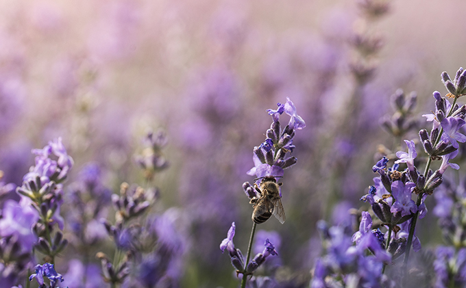 Pürovel Products - Swissotel Hotels & Resorts