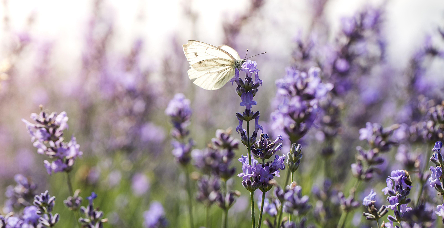 PÜROVEL PRODUCTS - Swissôtel Hotels And Resorts